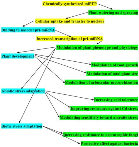 Biological Activity Of Artificial Plant Peptides Corresponding To The Translational Products Of