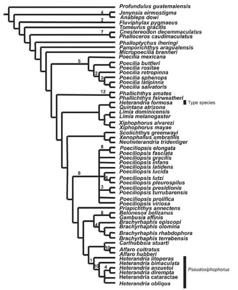 Strict Consensus Tree Of Twelve Mp Trees With Multistate Characters