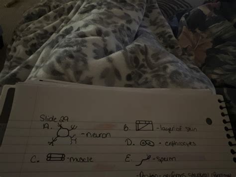 chapter 3 cells and their functions flashcards quizlet