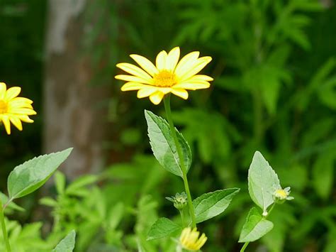 キクイモ ZATTAな植物図鑑