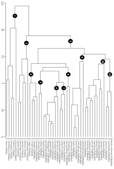 UPGMA Dendrogram Showing Resemblance Of Ephedra Species Based On 29 Download Scientific Diagram