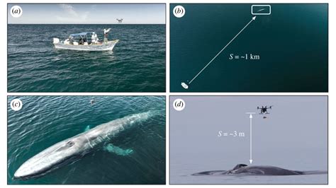 Drones Make It Easier To Conduct Research On Whales Asme