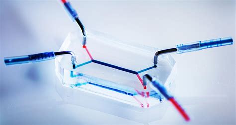 Organs On A Chip The Future Of Drug Testing Lindau Nobel