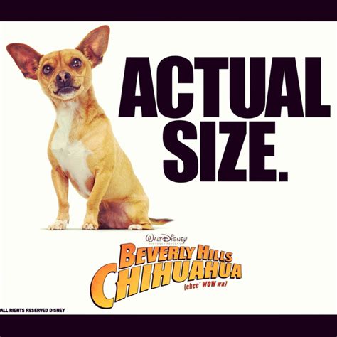 Beverly Hills Chihuahua Quotes Quotesgram