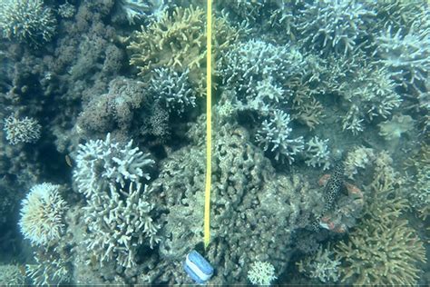 Virtual Activity 1 Classroom On The Reef James Cook University