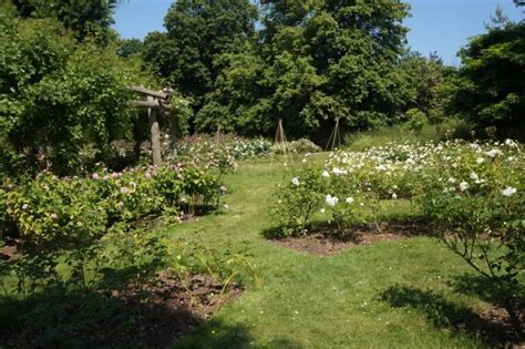 Morden Hall Park Rose Garden Visit Gardening Writer