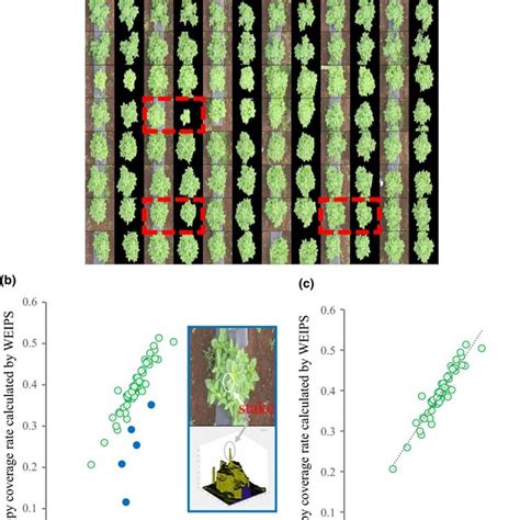 The Whole Process For Field‐based Individual Plant Phenotyping By Uav