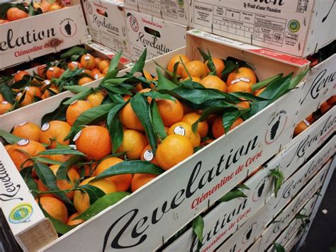 Tasty Citrus Benoît Maillard Guillon