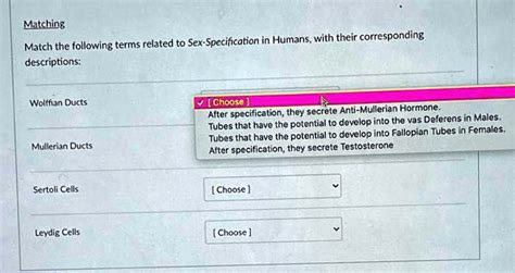 Solved Matching Match The Following Terms Related To Sex Specification In Humans With Their