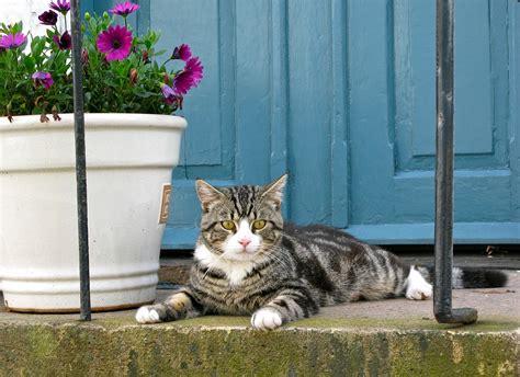 Keep These Poisonous Plants Away From Your Cats The Conscious Cat