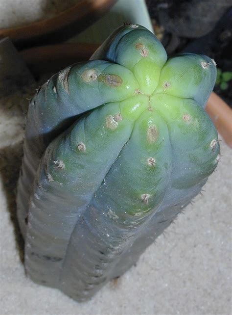 10 Trichocereus Peruvianus “ancash” Peruvian Torch Cactus Seeds