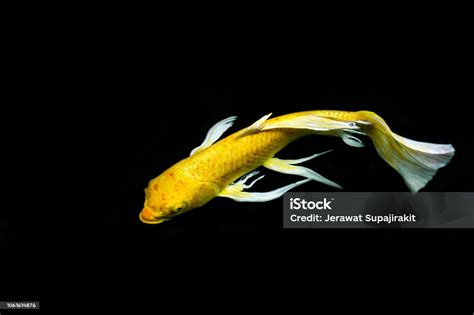 잉어 연못에서 수영을 공상 멋진 잉어 물고기 또는 Koi 연못 수영의 운동 및 공간에서 수영 0명에 대한 스톡 사진 및 기타 이미지 Istock