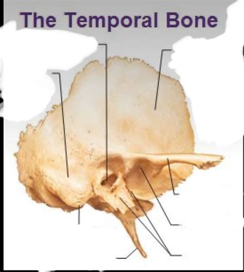 Temporal Bone Anatomy Diagram Quizlet