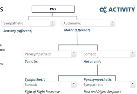 ANAT Module 6 Section 2 Flashcards Quizlet