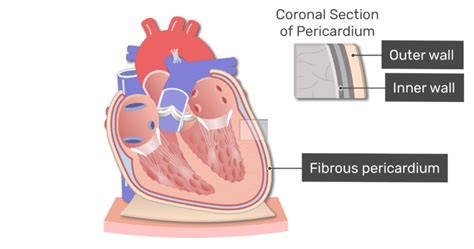 Pericardium Structure And Function