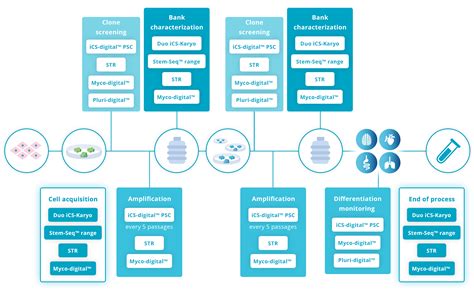 Easy And Affordable Human Cell Line Authentication In 3 Days Stem Genomics