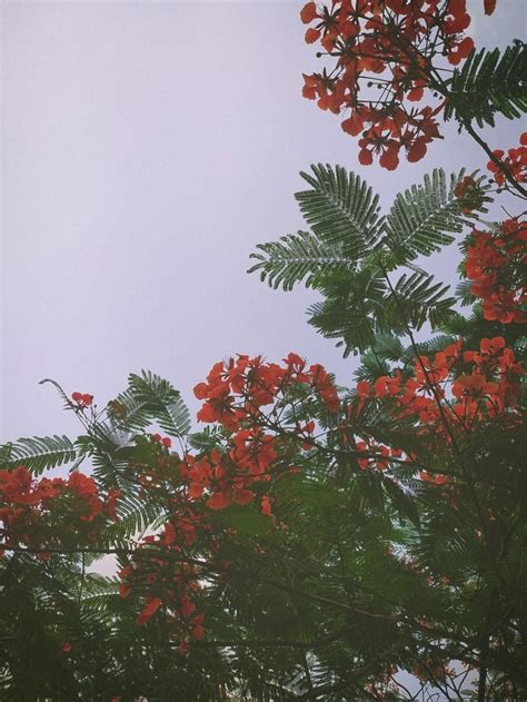 Gulmohar