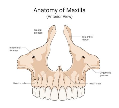 Maxilla Bone Anatomy Maxilla Anatomy Function Clinical Aspects
