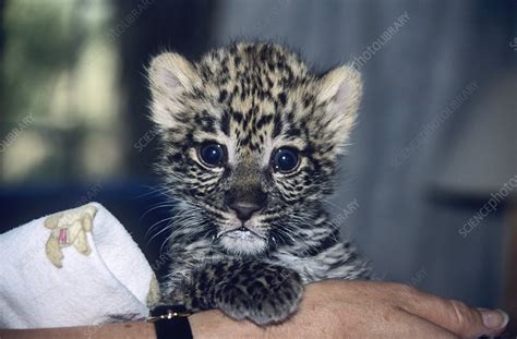 Leopard Cub Stock Image Z Science Photo Library
