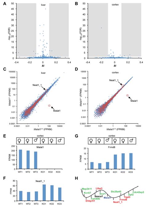 Malat RNA Does Not Regulate Global Pre MRNA Splicing But Its Download Scientific Diagram