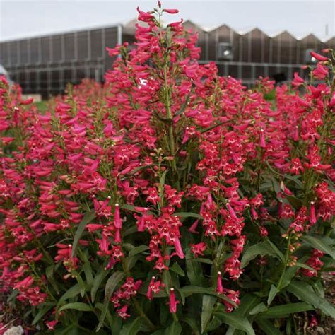 Penstemon B Rose Rhinestones 30ct Flat Low Water Gardening