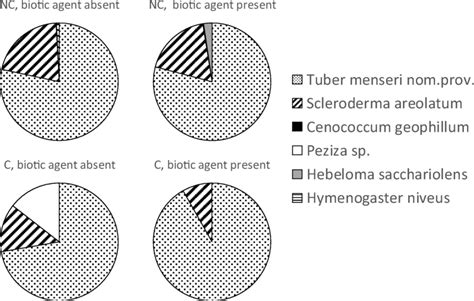 Ectomycorrhizal Diagram