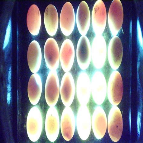 Egg Candling V1 0 Object Detection Model V1 2024 03 11 11 21am By