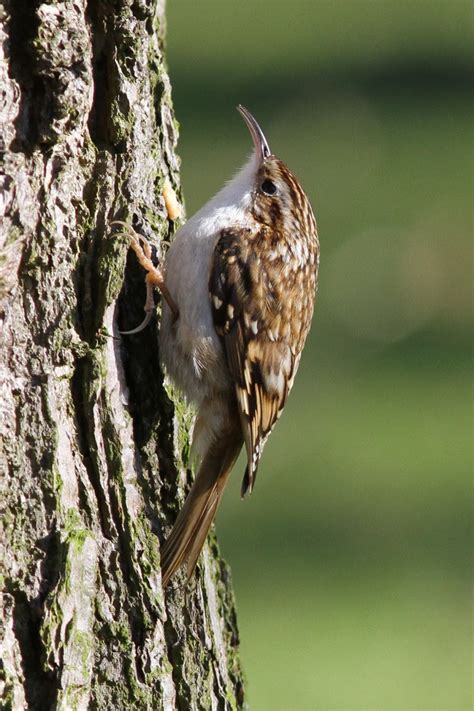 TrogTrogBlog Bird Of The Week Treecreeper