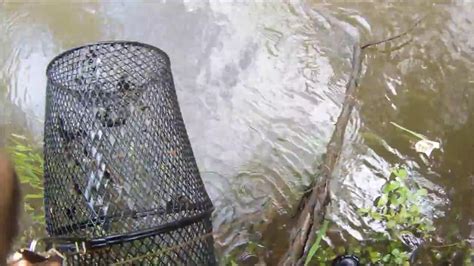 How To My 1st Attempt At Catching Minnows In The River YouTube