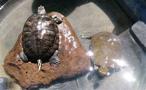 Just Wanted To Show Off My 23 Year Old Red Eared Slider And My Westen