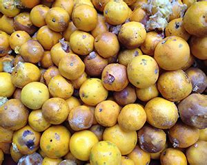 Citrus Pests Searles Gardening