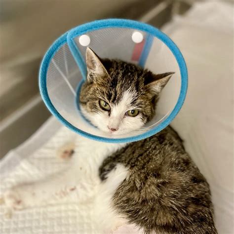 たまの様子 NPO法人 動物愛護団体 あわねこ保育園