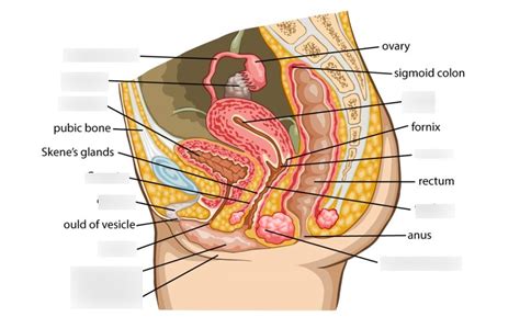 Female Reproduction Diagram Quizlet