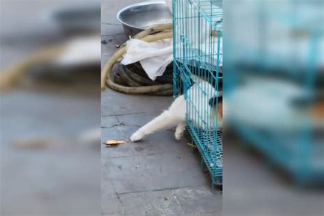 猫咪在笼子伸出爪爪抓小鱼，结果抓不到很无奈