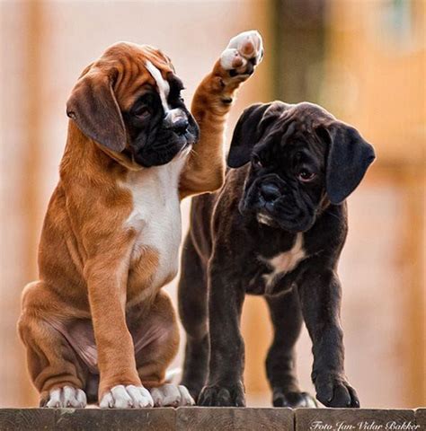 გერმანული ბოქსიორის ლეკვები