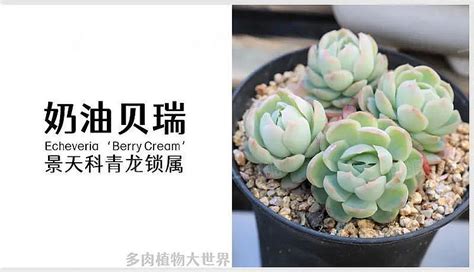 奶油贝瑞景天科拟石莲花属多肉植物月影系列 一兜糖 装修家居生活社区