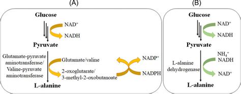 L Alanine Synthesis In Microorganisms By A Aminotransferase And B Download Scientific