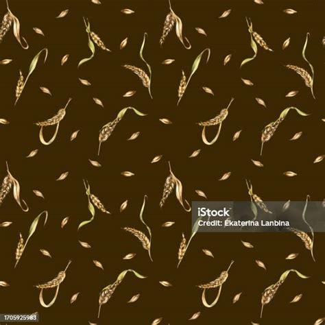 밀 귀 보리 수채화 물감 매끄러운 패턴은 검은 배경에 있습니다 호밀의 작은 이삭 맥아 줄기 손으로 그렸습니다 섬유 포장 포장 라벨 식료품 베이커리 종이를 위한 디자인 요소