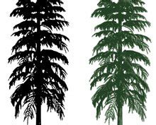 Sillhouette And Realistic Tree Free Vector Download FreeImages