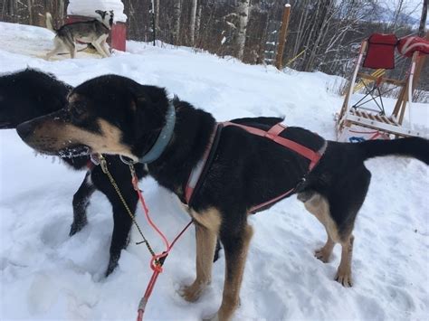Alaskas List Huskypointer Mix For Sale