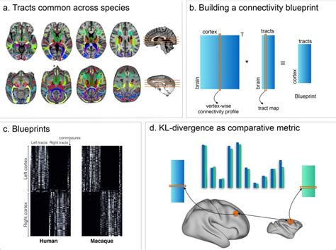 Whole Brain Comparative Anatomy Using Connectivity Blueprints Pmc