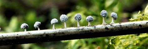 Mixomicetes Altos De Cantillana