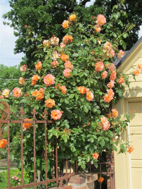 Роза Вестерленд — фото и описание сорта с отзывами | Climbing roses ...