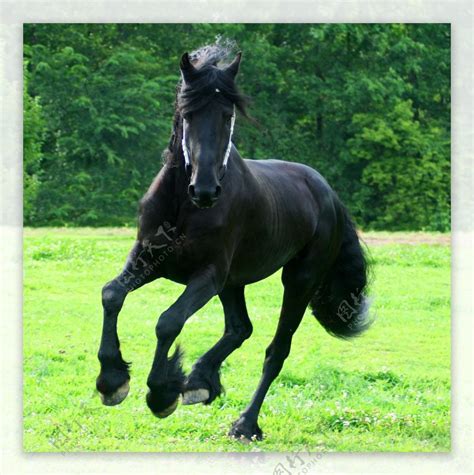 一匹黑马图片素材 编号08349780 图行天下