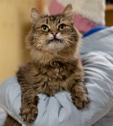 Приют для собак и кошек "Vetland Adoption"