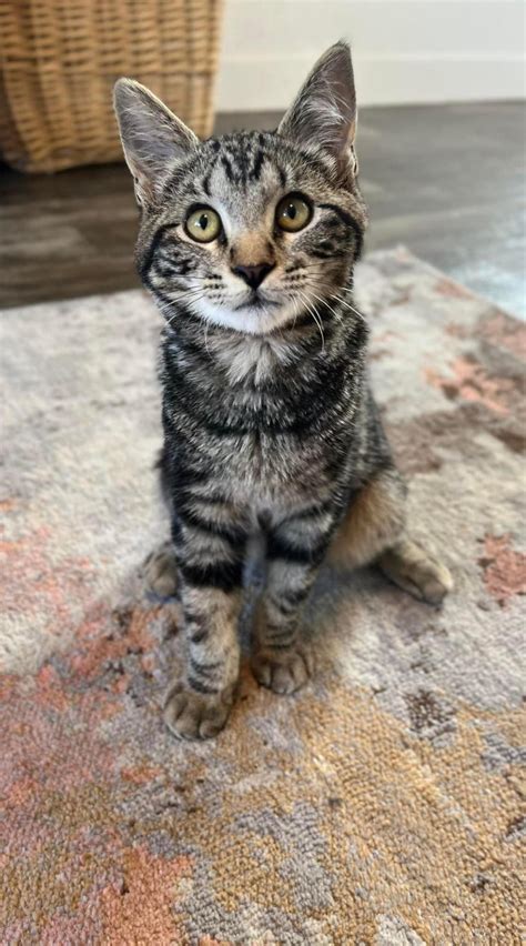 Meatball 6 Month Progress Report Album On Imgur