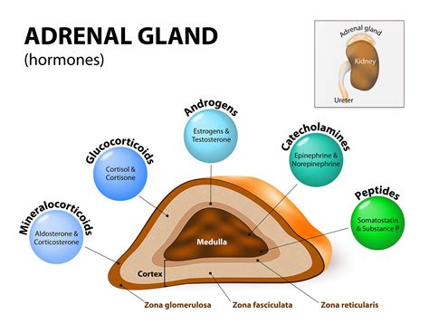 What Hormones Does Adrenal Cortex Release At Pamela Stewart Blog