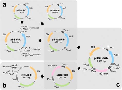 Schematic Diagram Of Plasmid Construction A Plasmids Related To