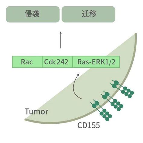 CD155下一个PD L1 知乎