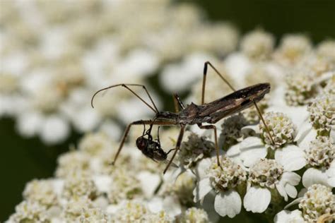 Chipo Banco De Fotos E Imágenes De Stock Istock